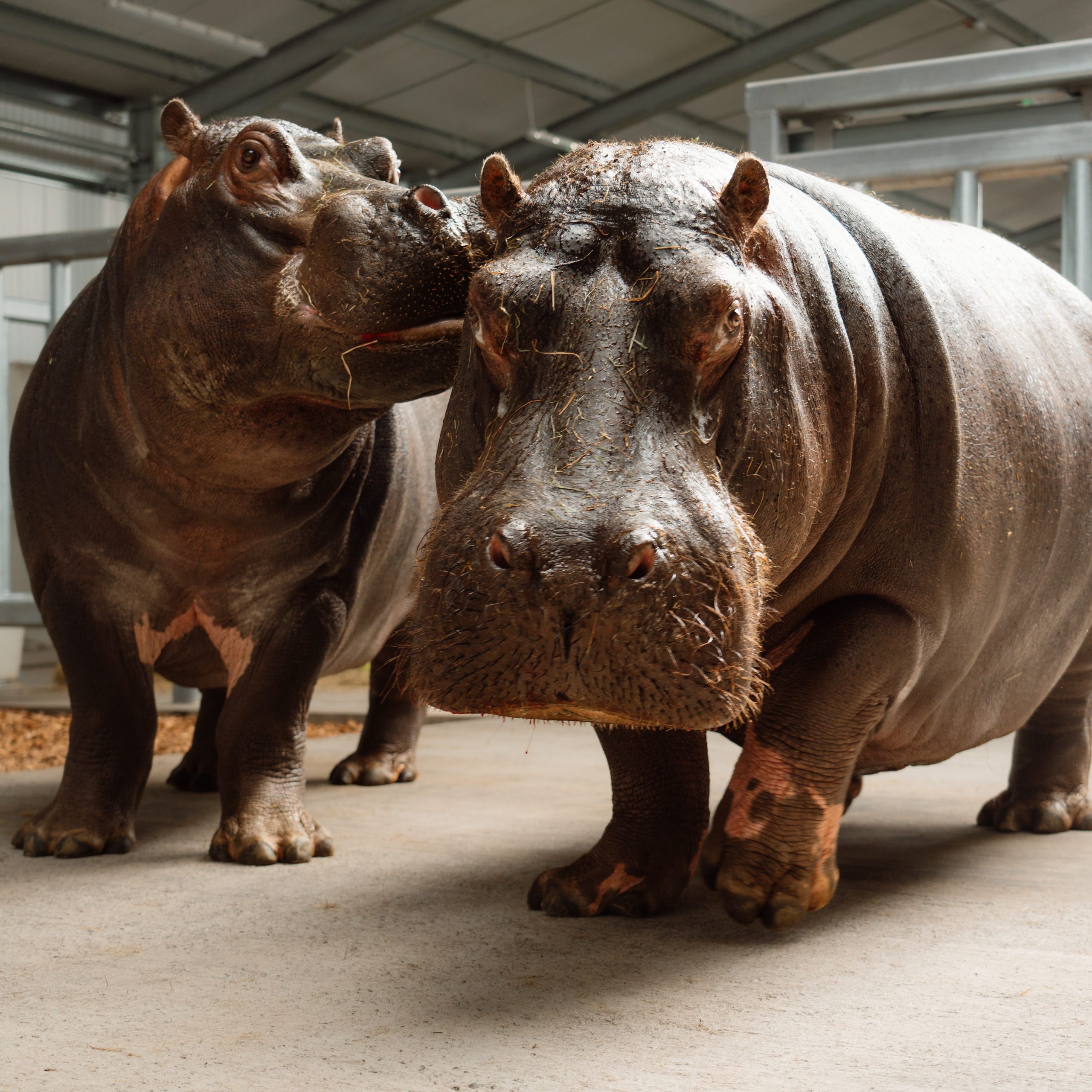 New hippos arrive at Longleat’s purpose-built ‘Hippodrome’ - White ...